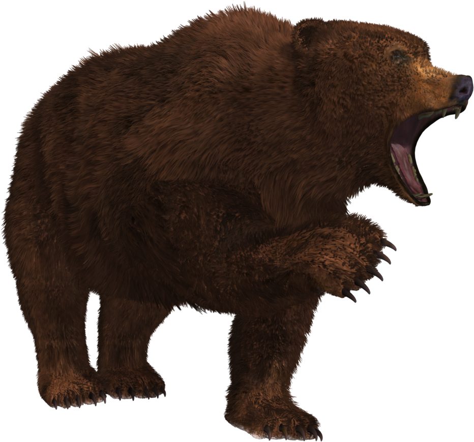 Bear Png - Bear Stock Png (1024x989), Png Download