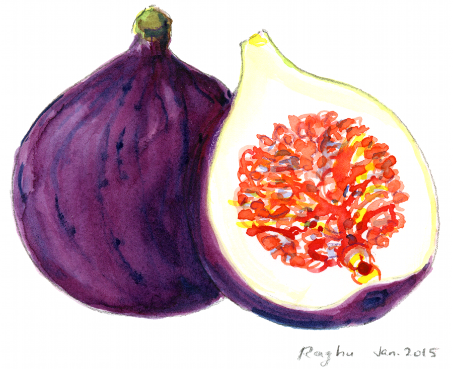 Fig - Watercolor Painting (900x734), Png Download