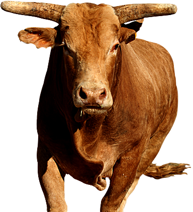 Bull Png - Pbr Bulls Png (391x421), Png Download