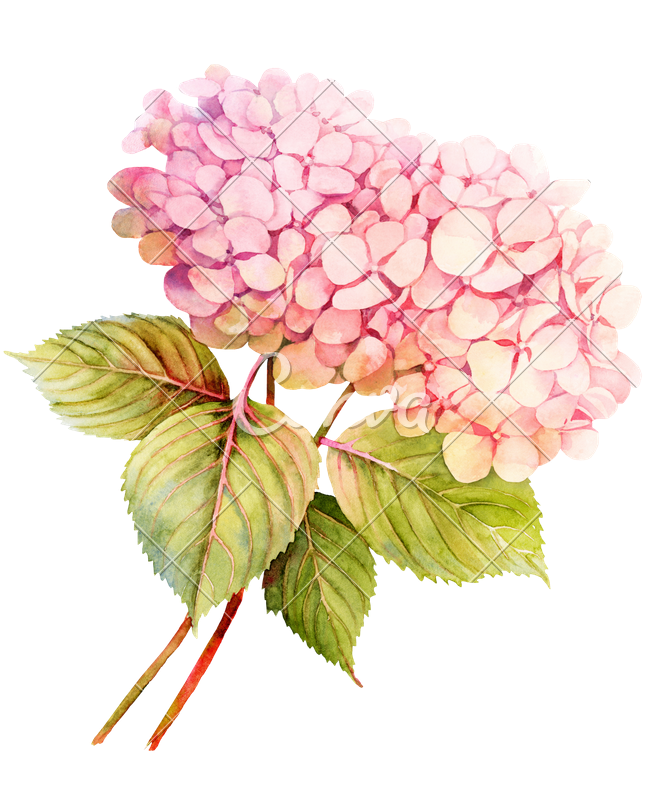 Hydrangea Transparent Watercolor - Watercolor Hydrangeas (720x800), Png ...