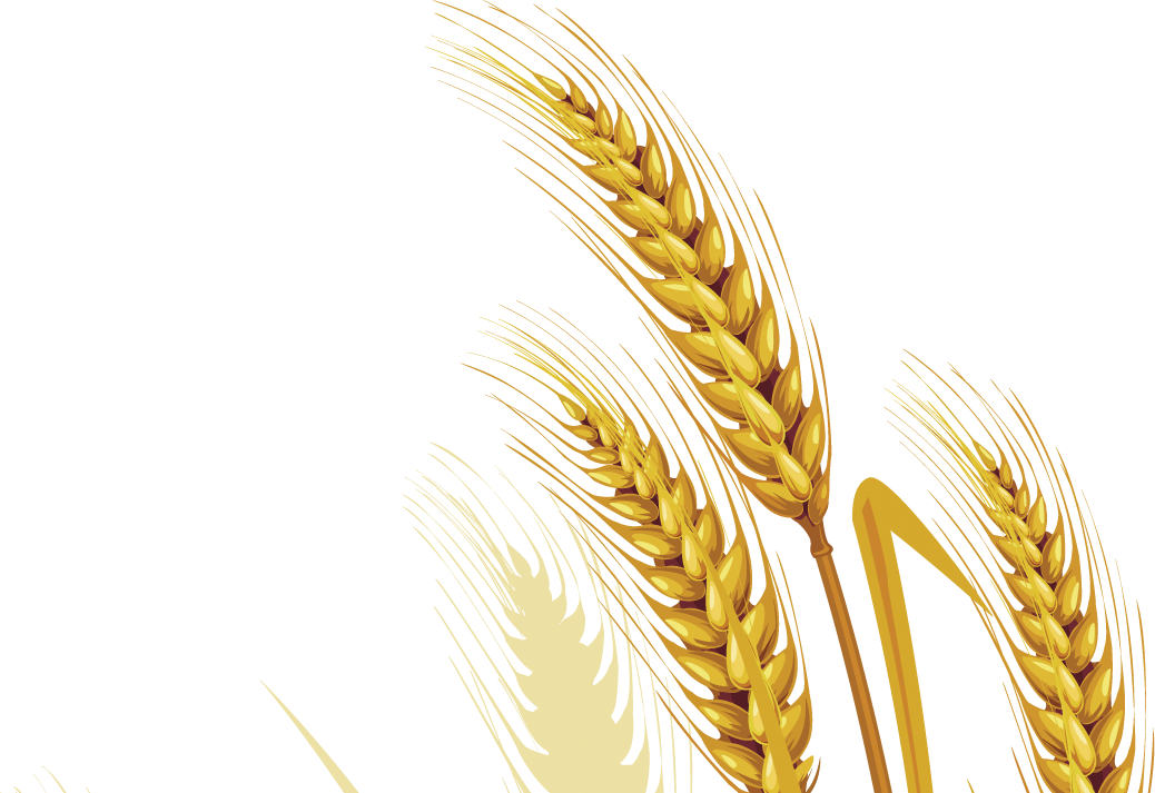 Wheat Vector Free Png Picture - Vector Graphics (1024x703), Png Download