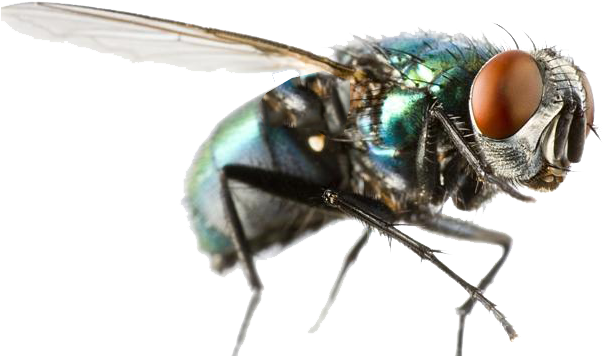 Bluebottle Fly Transparent - Fly Flying Up Close (650x366), Png Download