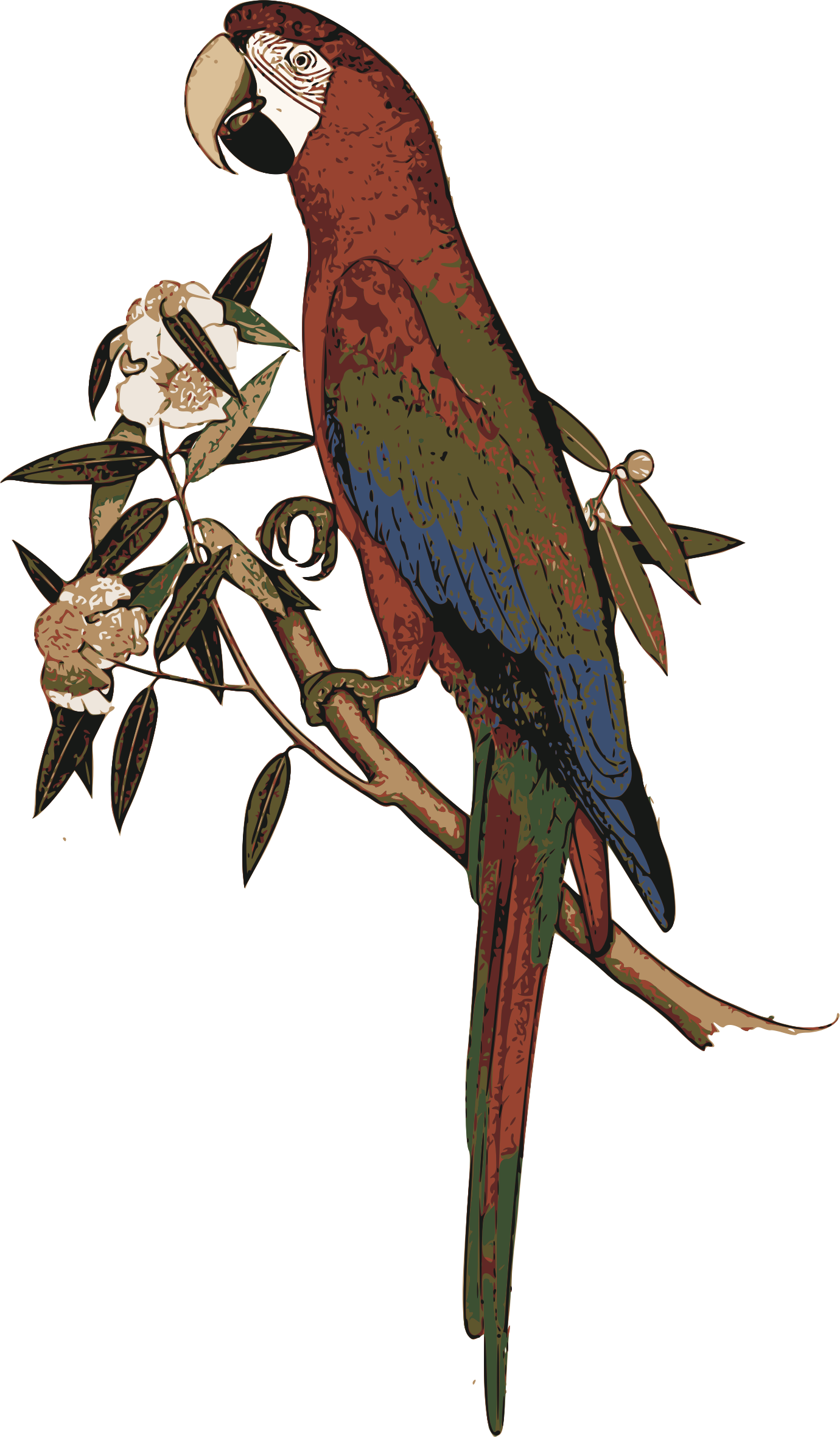 Big Image - Exotic Birds (1380x2361), Png Download