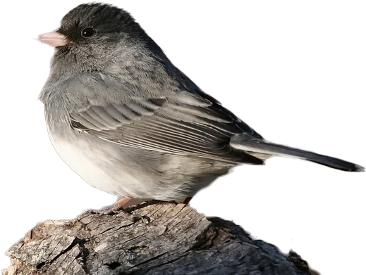 Junco Png (1024x640), Png Download