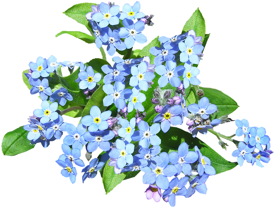 Forget Me Not Png (960x718), Png Download