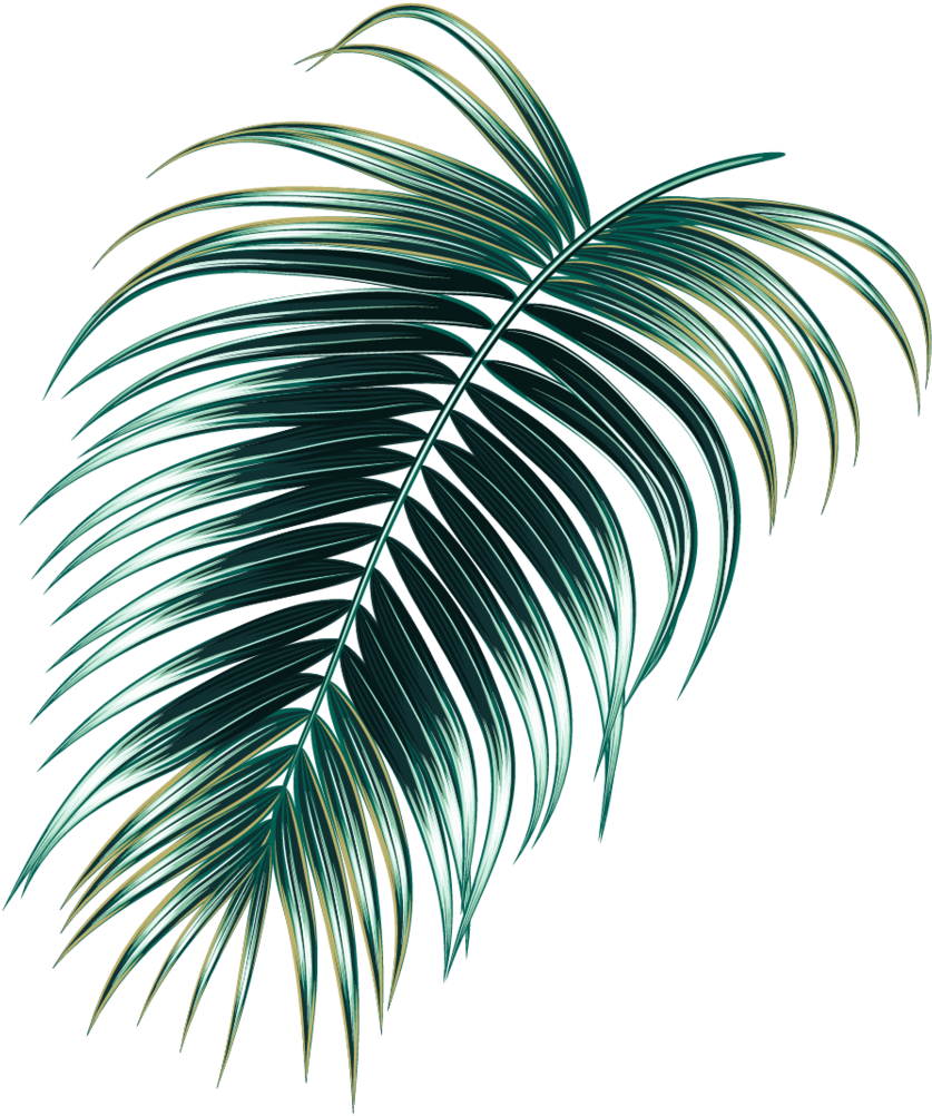 Download Leaves - Tropical Rainforest | Transparent PNG Download | SeekPNG