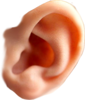 Ear Png - Human Ear Transparent Background (343x400), Png Download