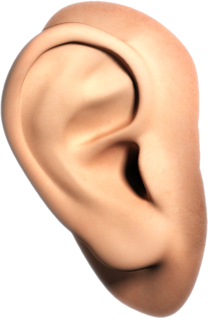 Human Ear Png (800x800), Png Download