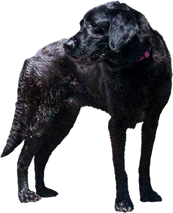 Download A Medium-sized Black Lab Dog, Just Taking A Break While ...