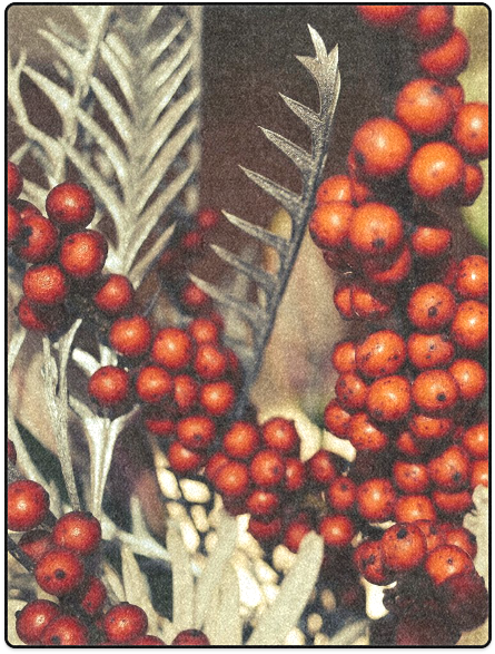 Rowan (800x800), Png Download