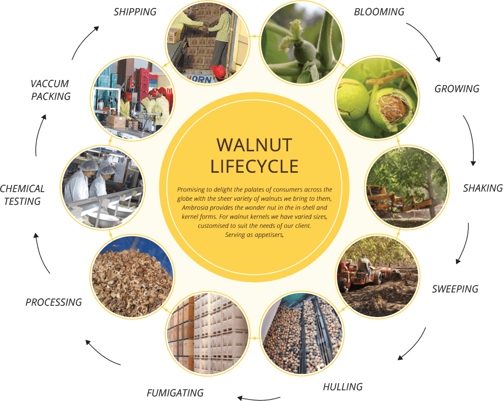 Ambrosia Walnuts-process Cycle - Life Cycle Of A Walnut (987x787), Png ...