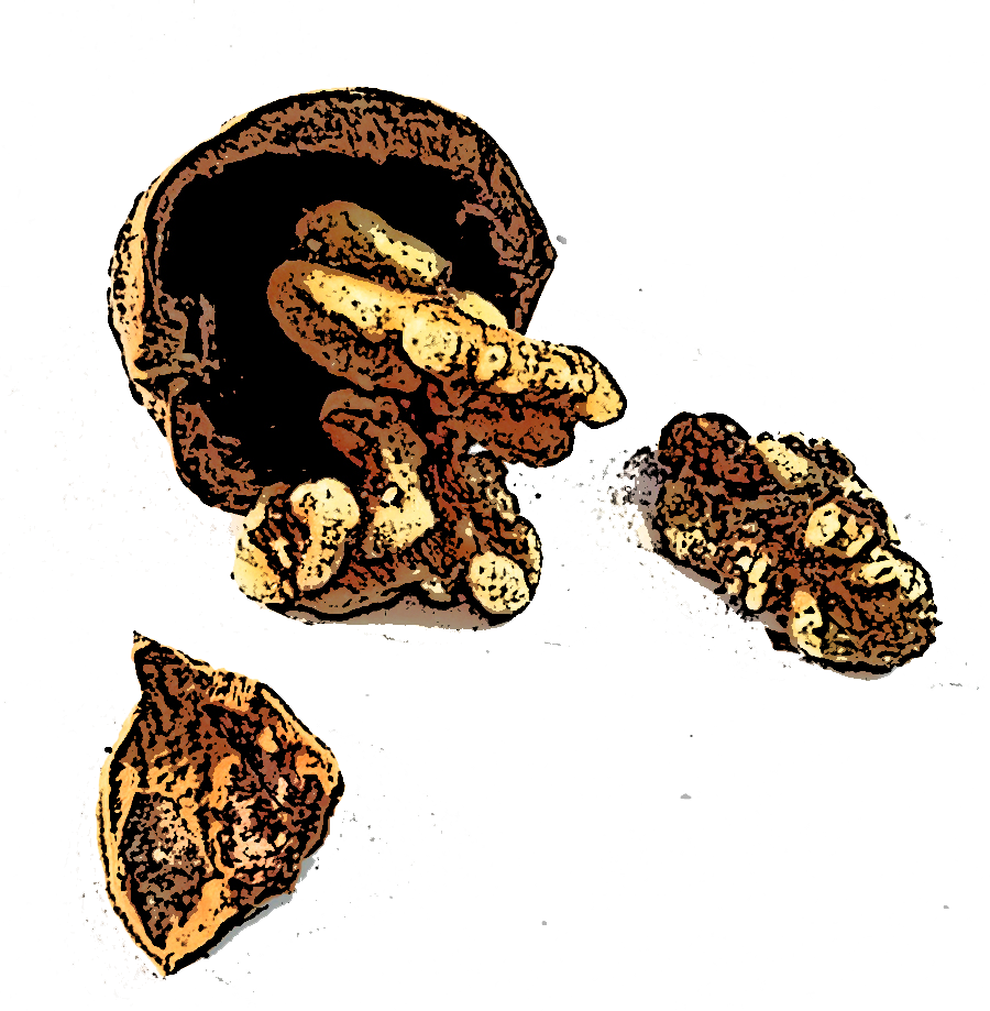 Tiko-walnuts - Illustration (900x919), Png Download