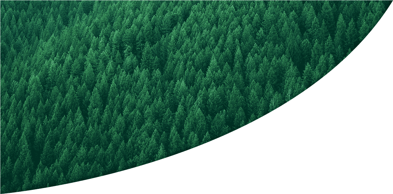Tree (1366x678), Png Download