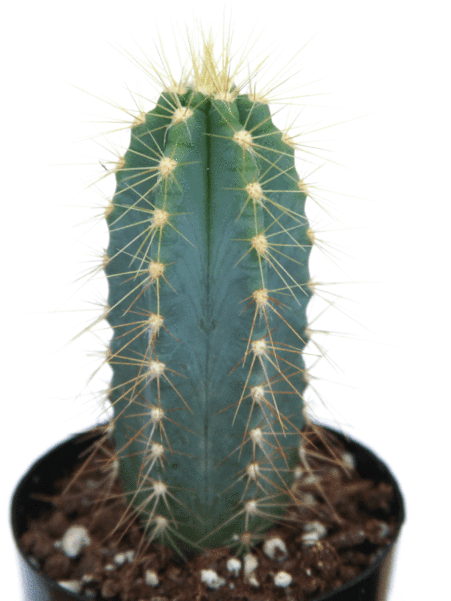 Mandacaru Nome Científico (600x600), Png Download