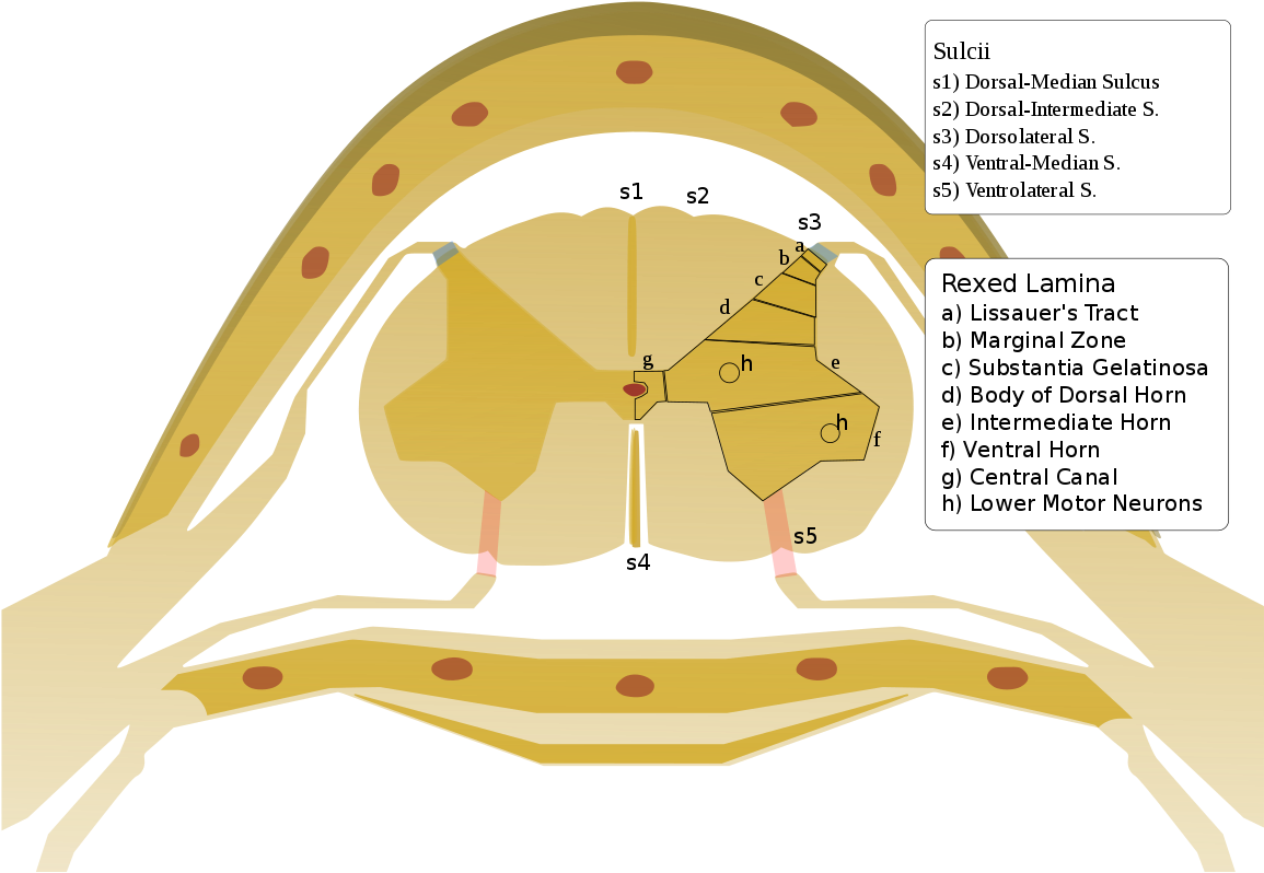Anterolateral Sulcus Of Spinal Cord - Dorsolateral Sulcus (1200x849 ...