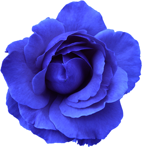 Download Blue Rose Clipart Different Flower - Single Flower Transparent ...