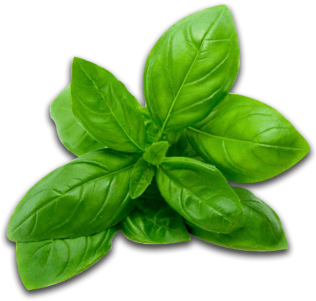 Exotic Basil Royalty Free Stock - Basil Png (600x315), Png Download