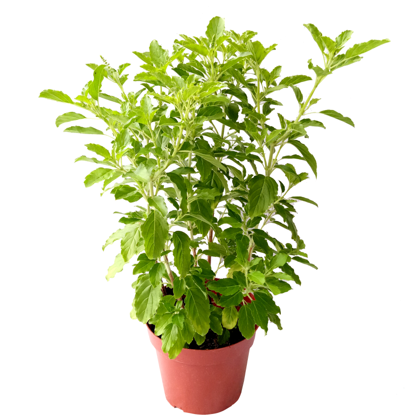 Download Tulsi Plant Images Png | Transparent PNG Download | SeekPNG