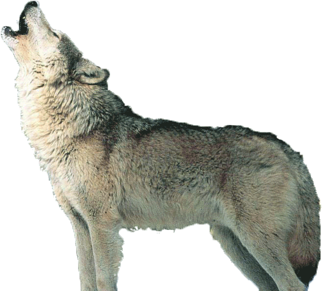 Wolf Howl Png - Wolf Howling Png (800x600), Png Download