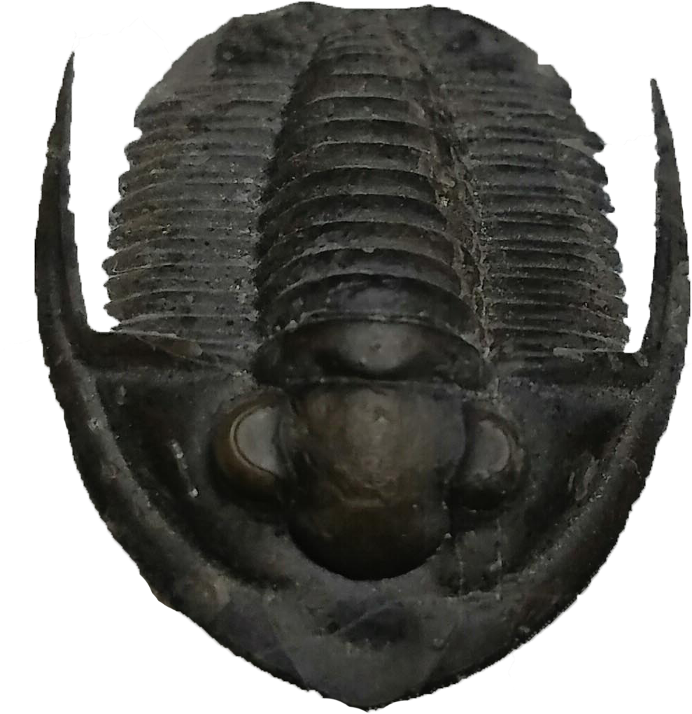 Trilobite (1120x1120), Png Download
