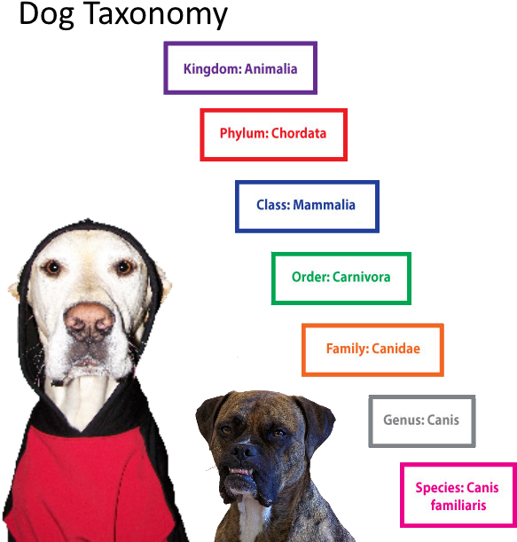 What Is A Dog Classified As