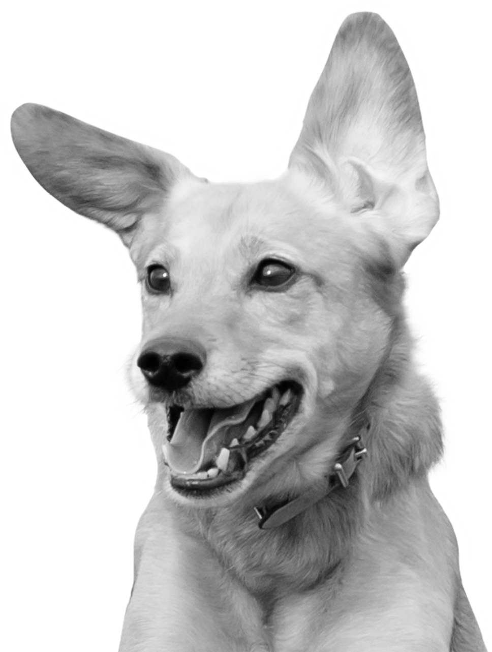 Download Positive Dog Training - Dog Run Png | Transparent PNG Download ...