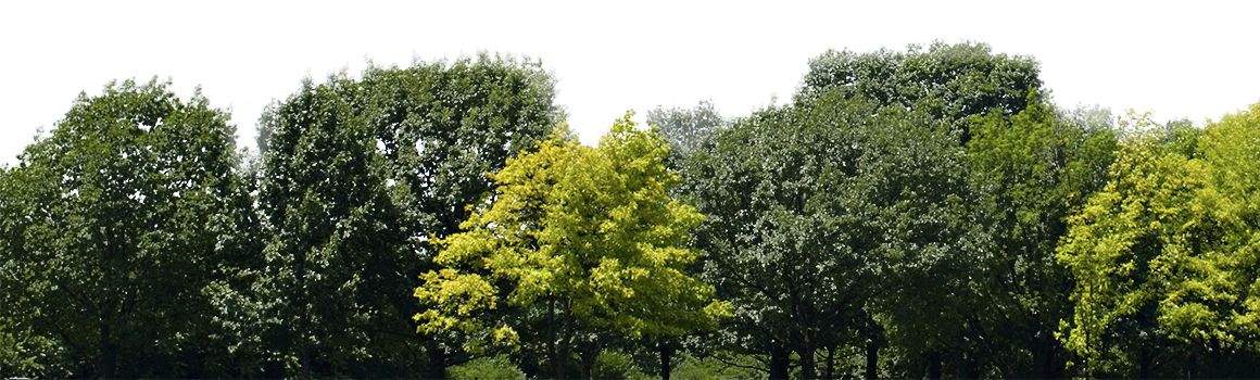 Download Trees - Group Of Trees Png | Transparent PNG Download | SeekPNG