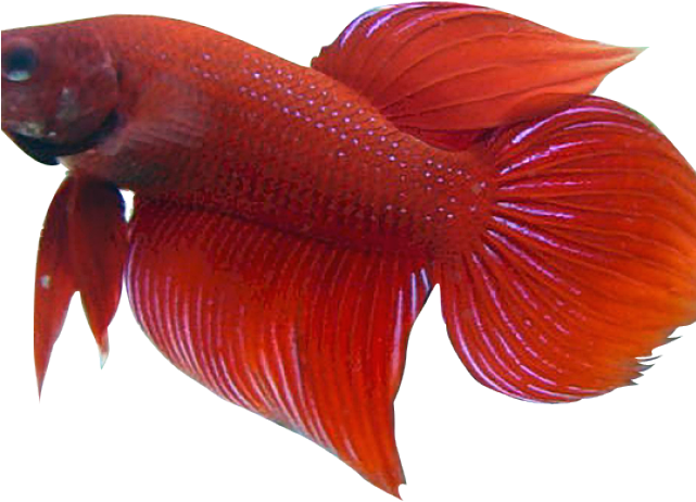 Transparent Red Betta Fish (640x480), Png Download