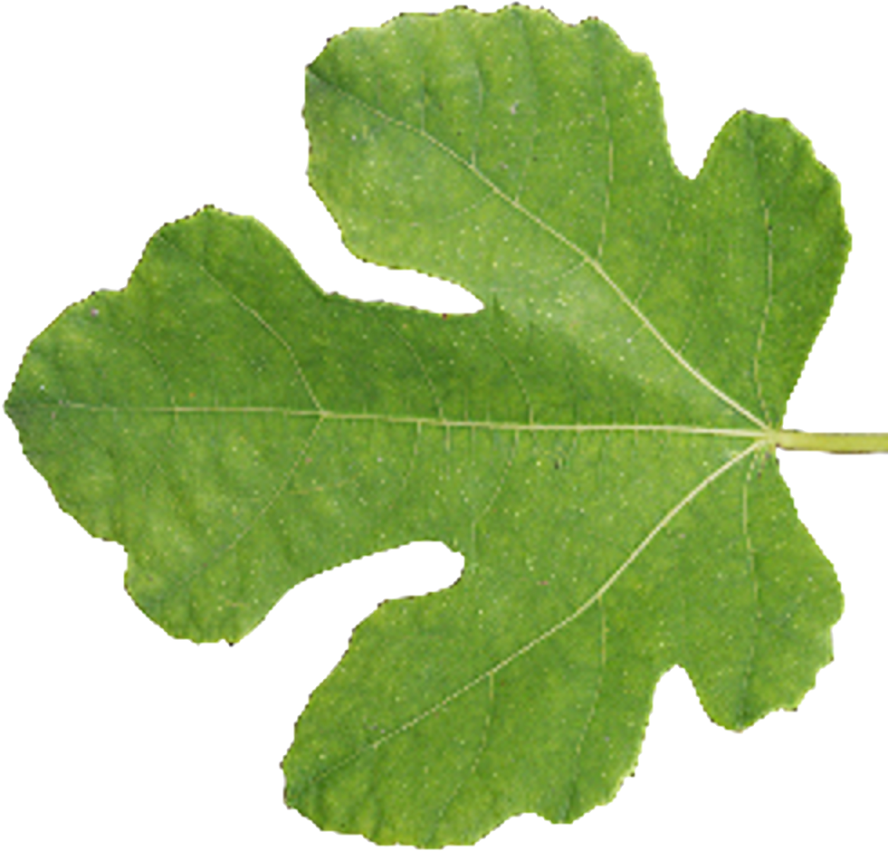 Download Leaf Texture Png - Transparent Leaf Texture Blender ...