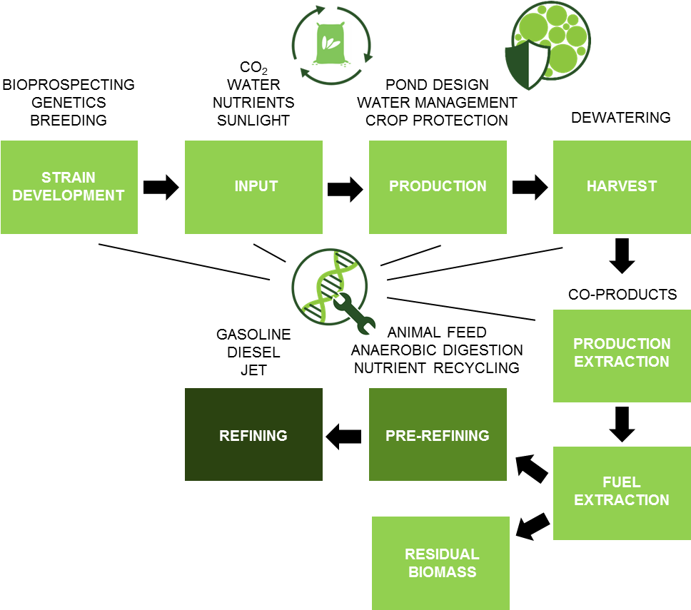 Algae Biofuel Production Life Cycle Research Areas - Algal Biofuels ...
