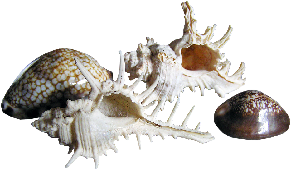 Shells, Sea, Cut, Out - Shell (960x623), Png Download