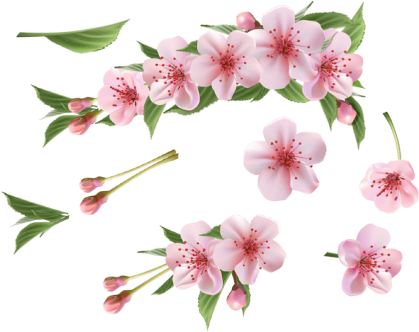 Download Download Spring Branch Pink Elements Png Images Background ...