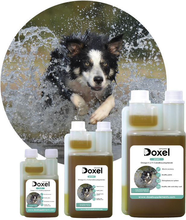 Doxel Sport - Cachorros Atletas (828x828), Png Download