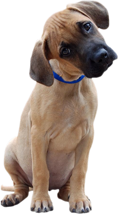 Photo From Album "собаки" On - Tubes Psp Animaux (444x750), Png Download