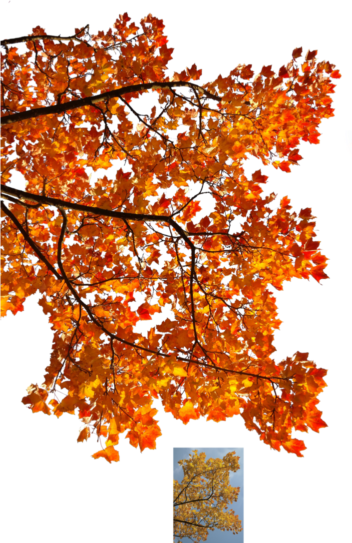 Download Autumn Leaves 3 Stock By Astoko - Autumn Tree Branch Png ...