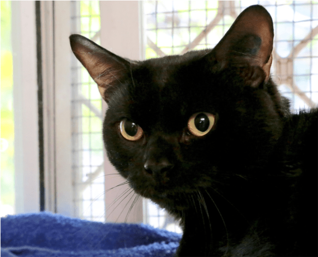 Photo Of Castiel - Black Cat (638x638), Png Download