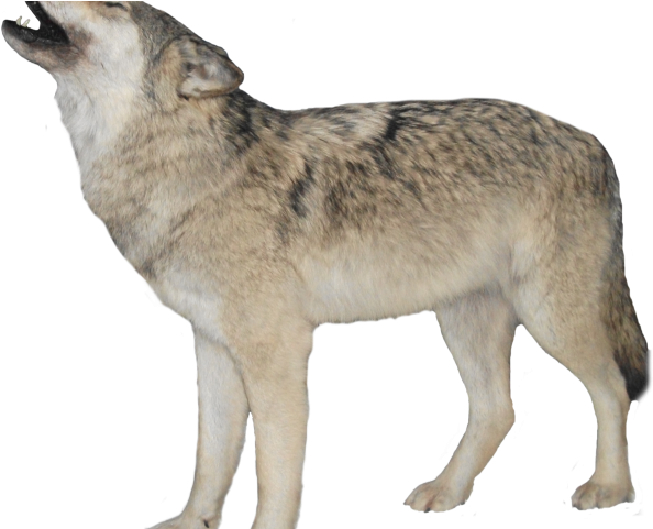 Gray Wolf Clipart Minecraft Wolf - Transparent Background Wolf ...