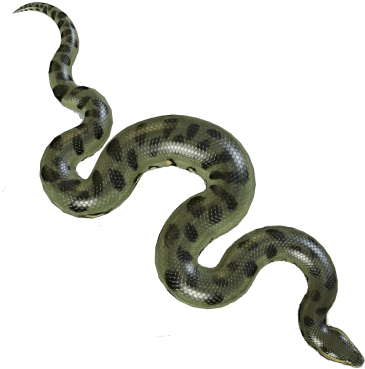 Free Png Anaconda Png Images Transparent - Portable Network Graphics ...