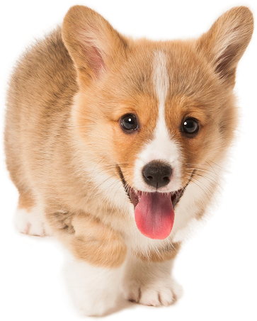 Cute Puppy Png Download - Transparent Background Corgi Png (478x543 ...