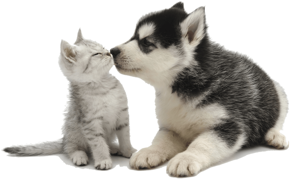 Download Cat And Dog Transparent Background | Transparent PNG Download ...
