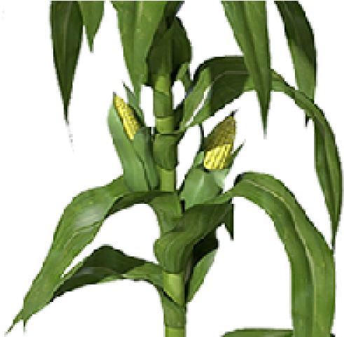 Download Stalk Clipart Cornstalk - Transparent Background Corn Cob ...