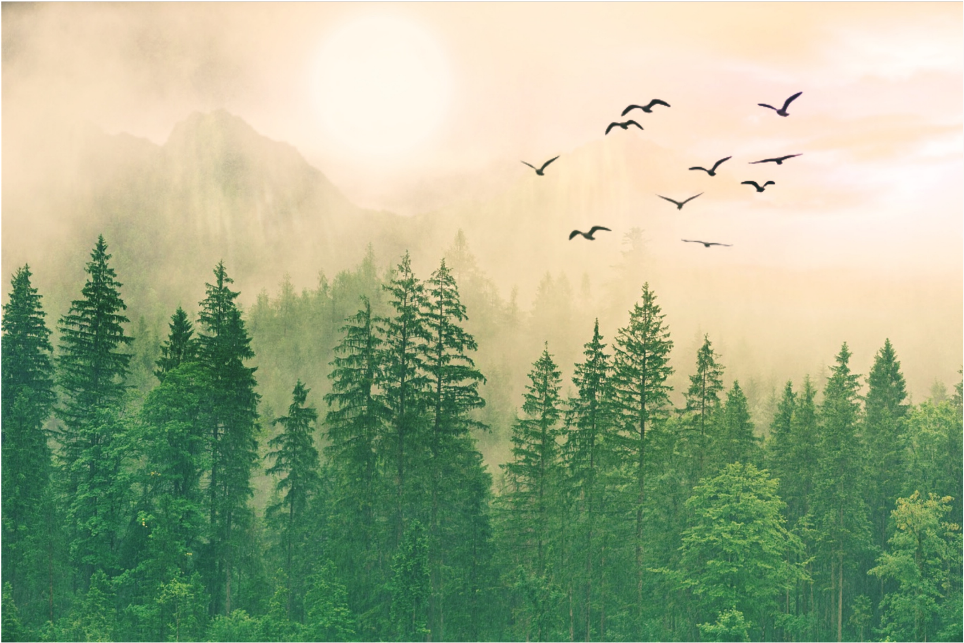 Download Background Scenery Trees Forest Sky Birds Overlay - Spruce-fir ...