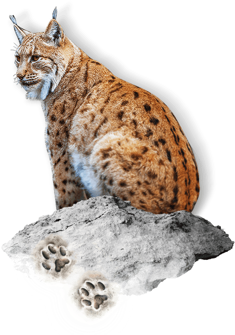 Download Eurasian Lynx - Savannah | Transparent PNG Download | SeekPNG