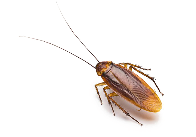 Png Roach (700x523), Png Download