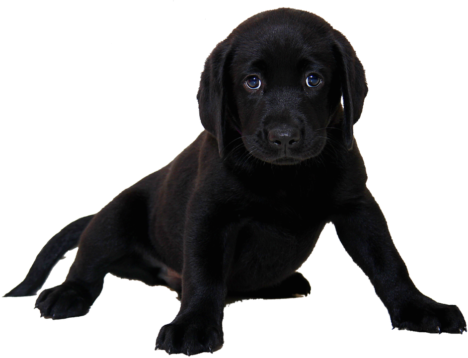 Black Lab Png - Black Lab Puppy White Background (952x720), Png Download
