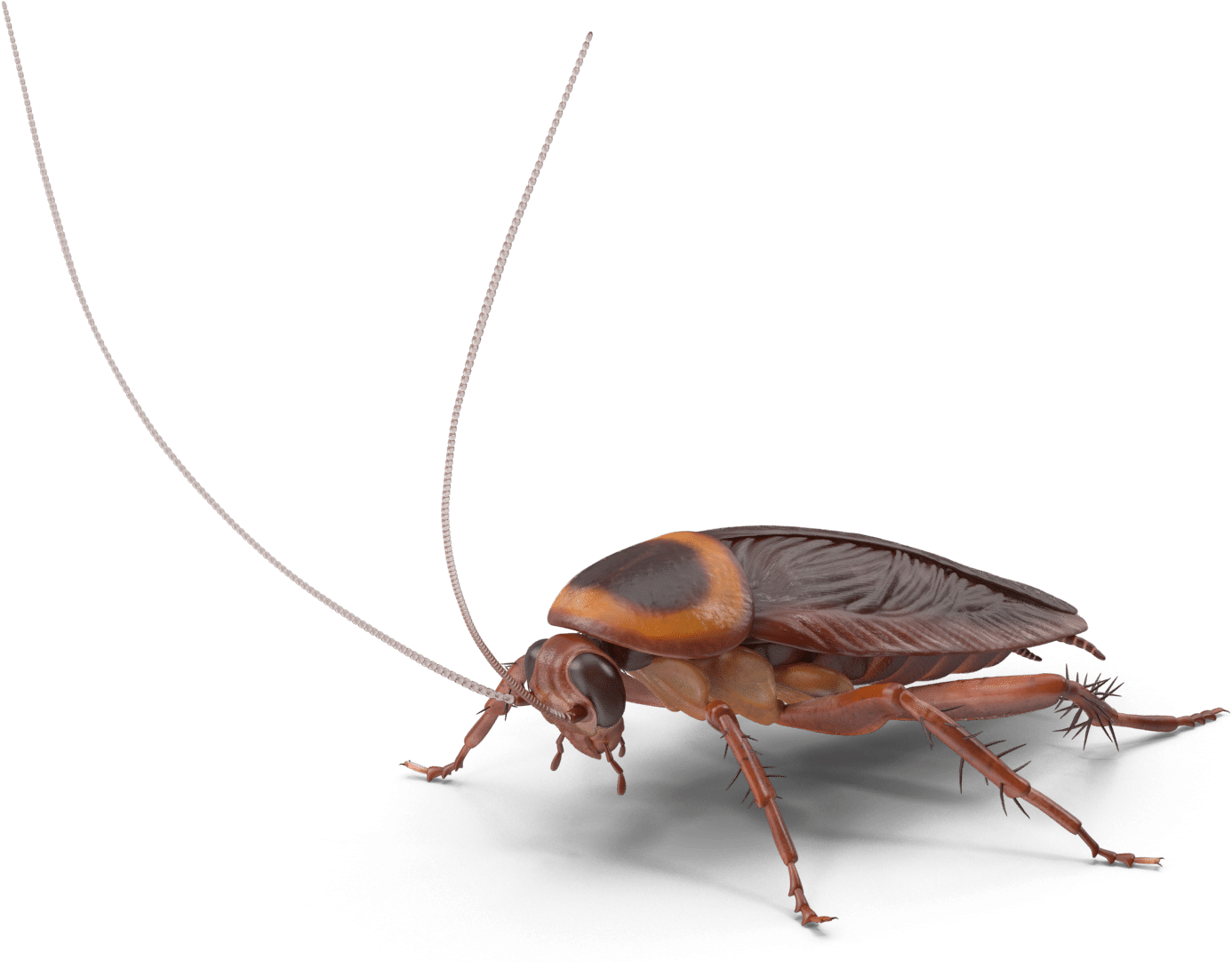 Download Cockroach Control - Insect | Transparent PNG Download | SeekPNG