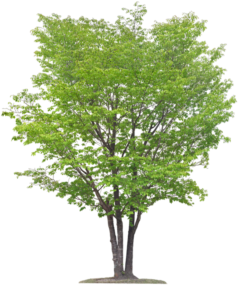 Tree Sticker - Birch Trees No Background (1024x1024), Png Download