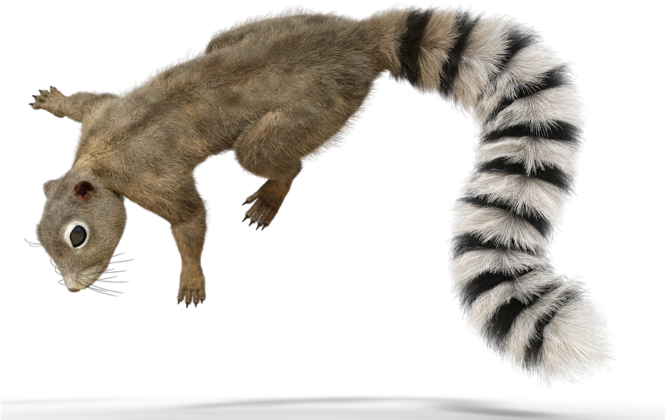 Squirrel Tail Animal Forest Fur Nature Cute - Animal Tail (960x640 ...