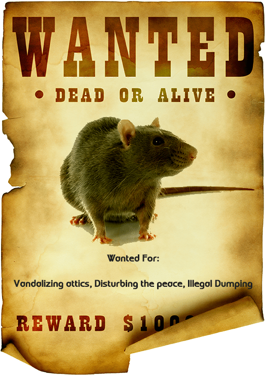 Rats Wanted Poster - Wanted Rat (547x770), Png Download