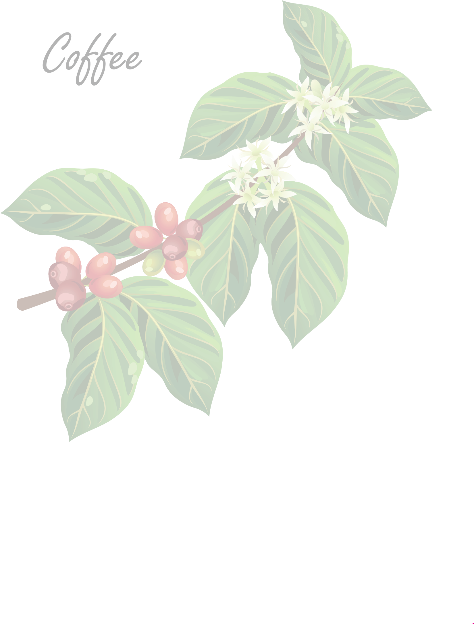 Coffee Tree Vector (1749x2481), Png Download
